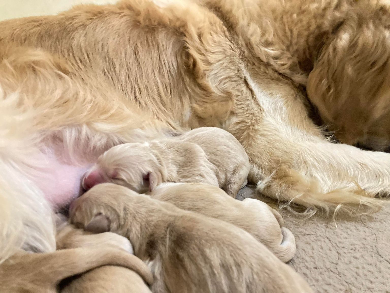 Piper & Striker Puppy Photos & Videos – Southwind Golden Retrievers