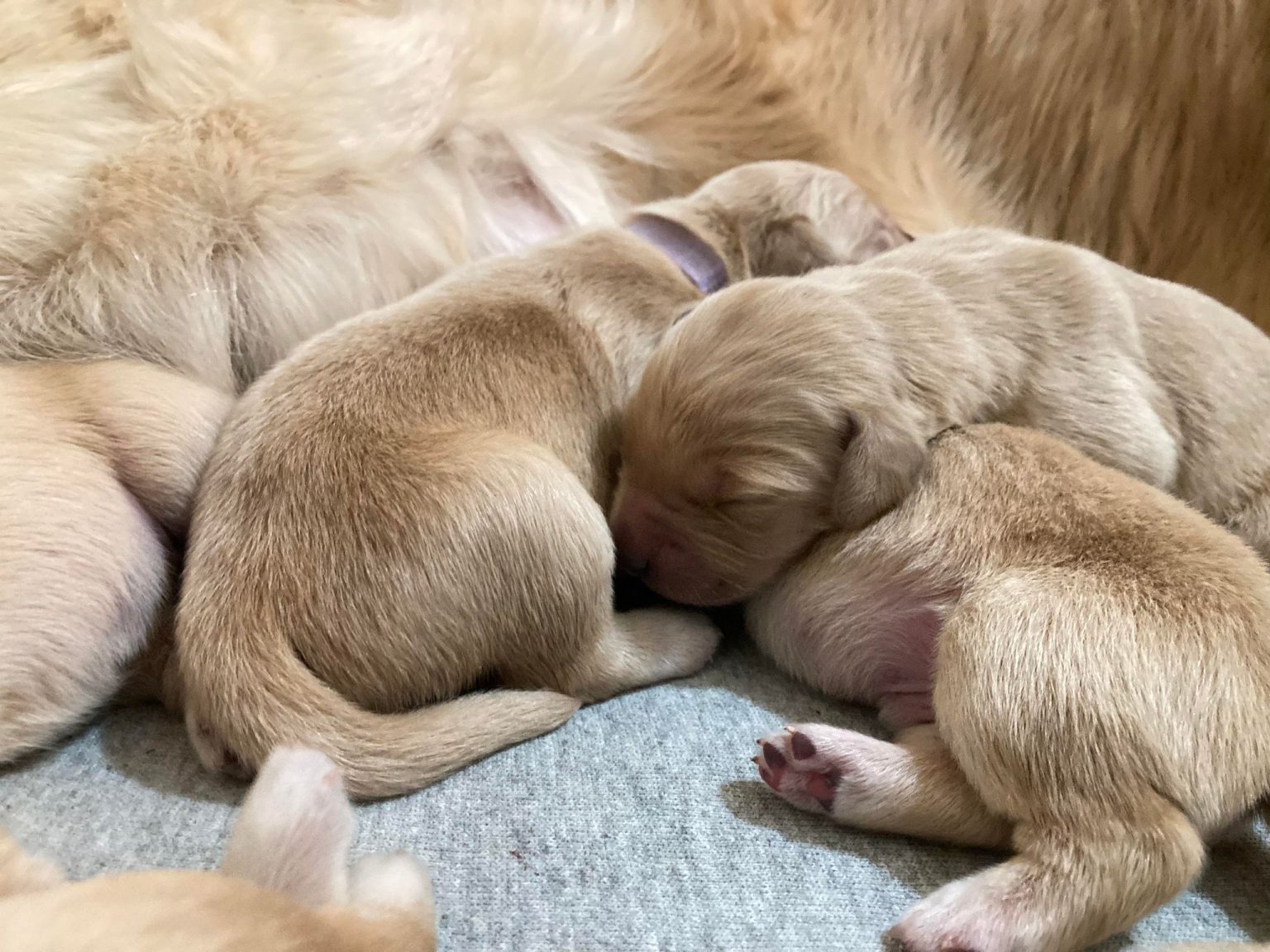 Piper & Striker Puppy Photos & Videos – Southwind Golden Retrievers