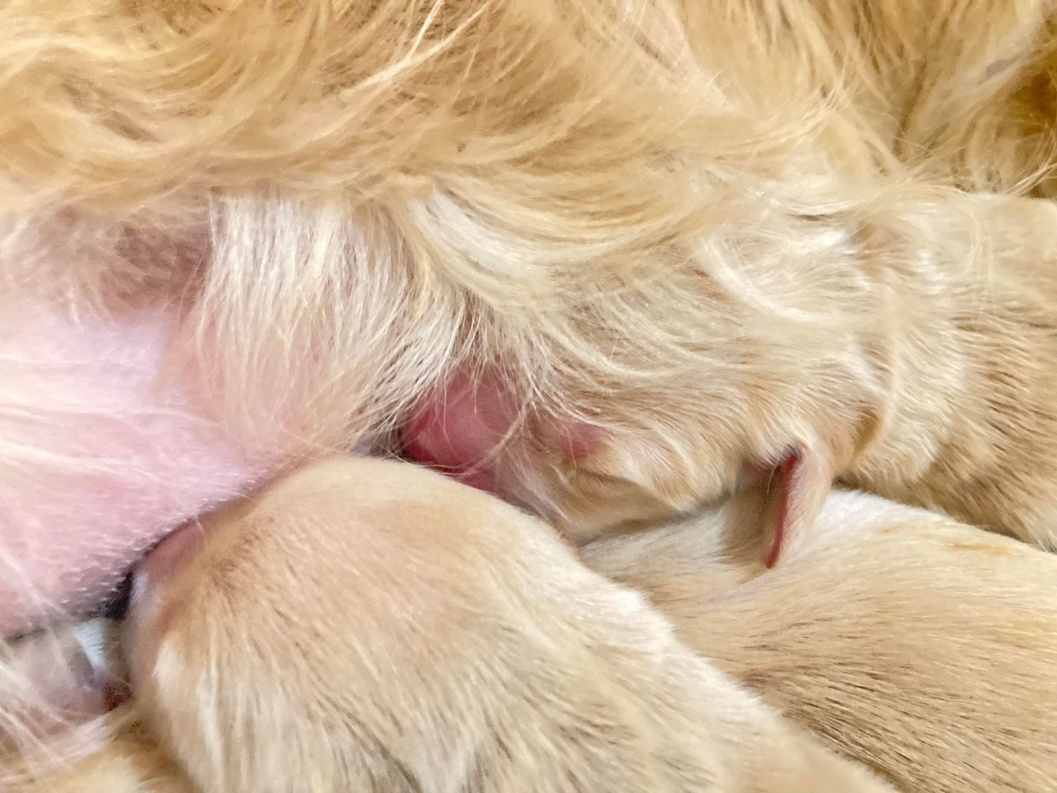 Piper & Striker Puppy Photos & Videos – Southwind Golden Retrievers