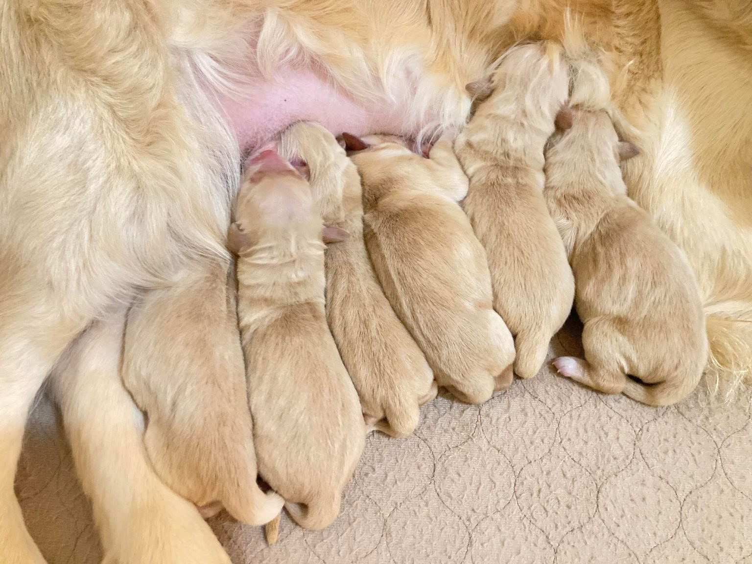 Piper & Striker Puppy Photos & Videos – Southwind Golden Retrievers