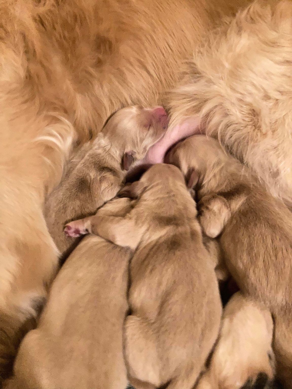 Piper & Striker Puppy Photos & Videos – Southwind Golden Retrievers