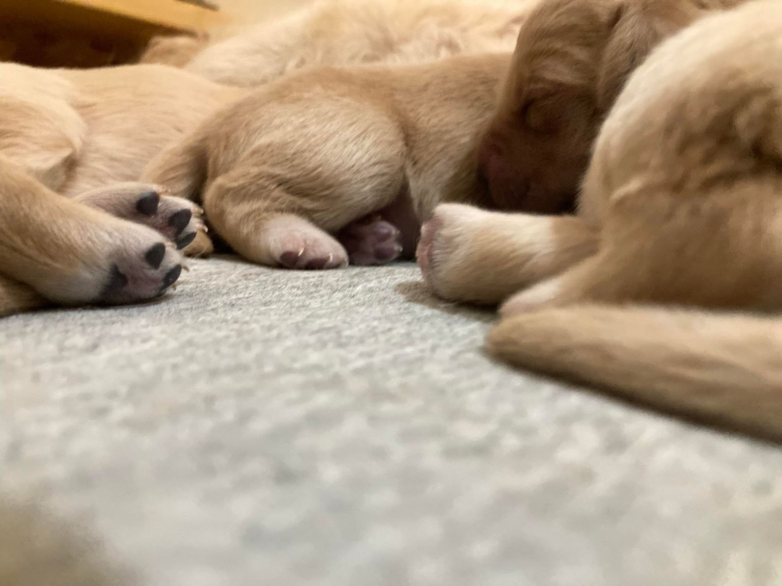 Piper & Striker Puppy Photos & Videos – Southwind Golden Retrievers